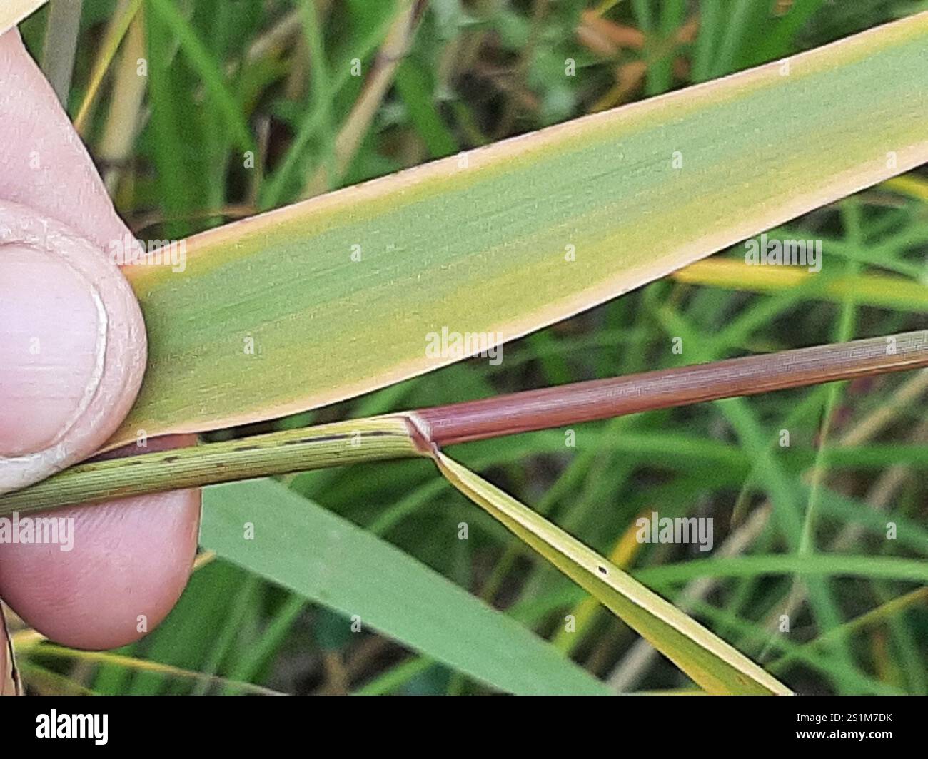 American common reed (Phragmites australis americanus Stock Photo - Alamy