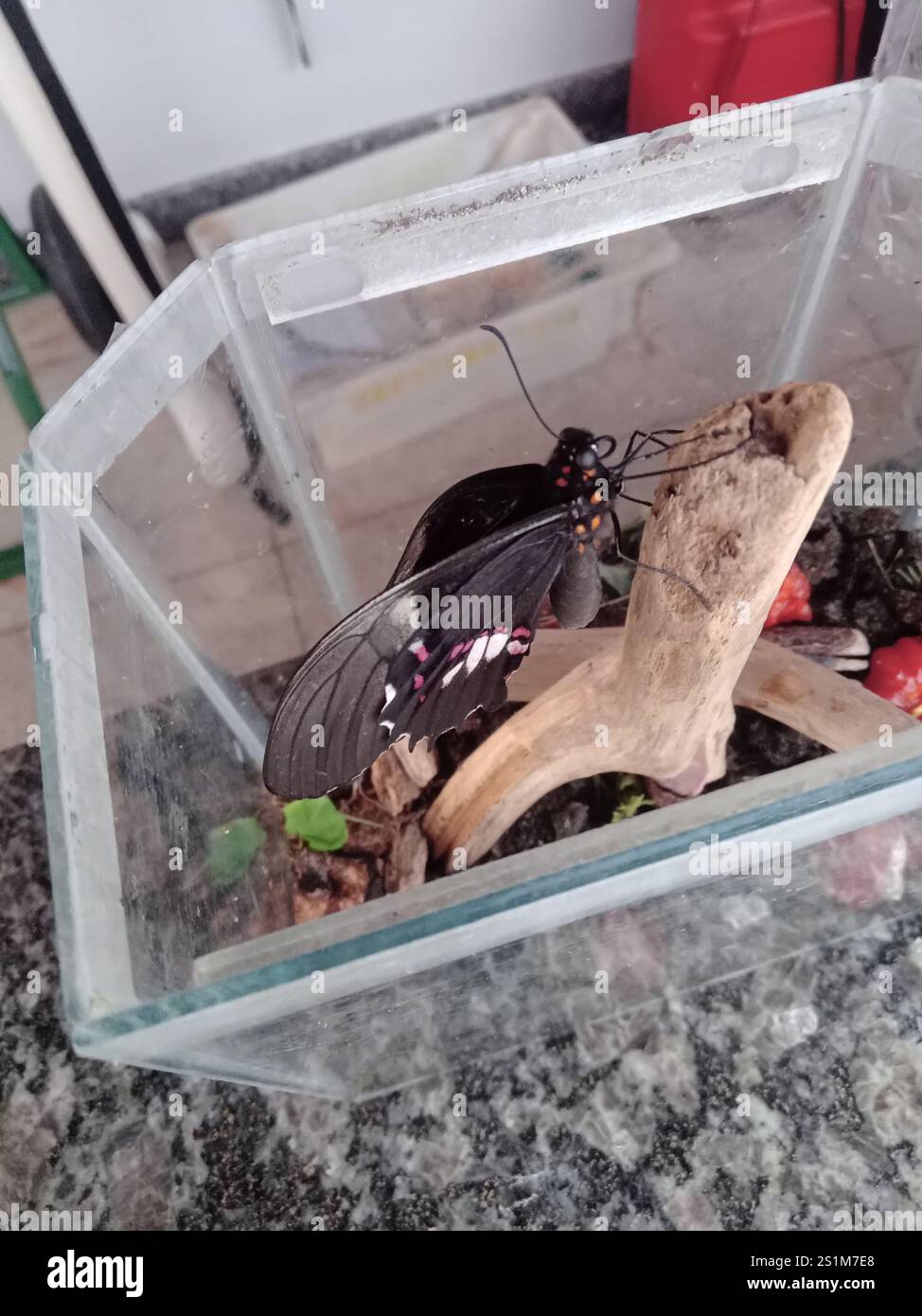 Ruby-spotted Swallowtail (Heraclides anchisiades Stock Photo - Alamy