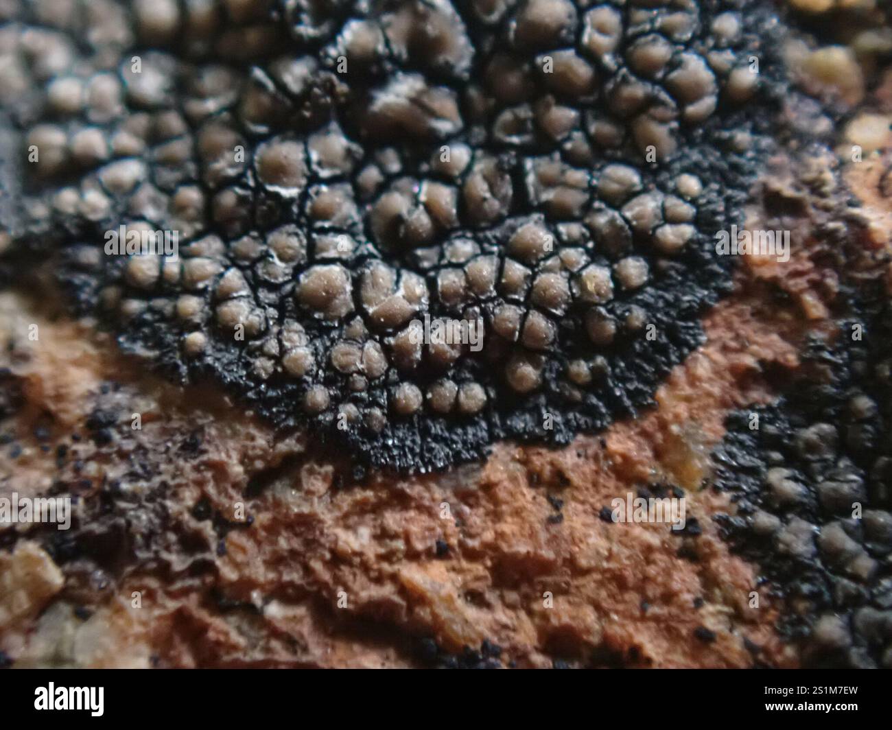 Tile Lichens (Lecidea Stock Photo - Alamy