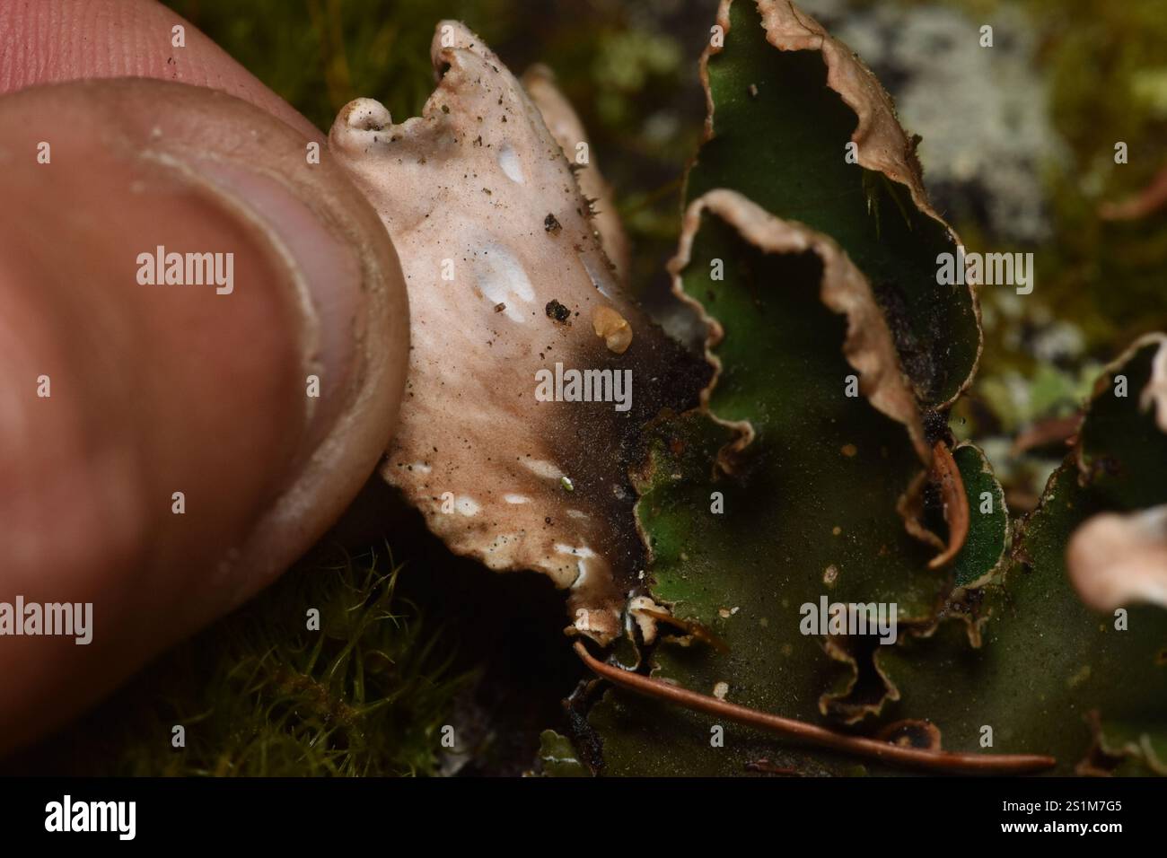 membranous pelt lichen (Peltigera membranacea Stock Photo - Alamy