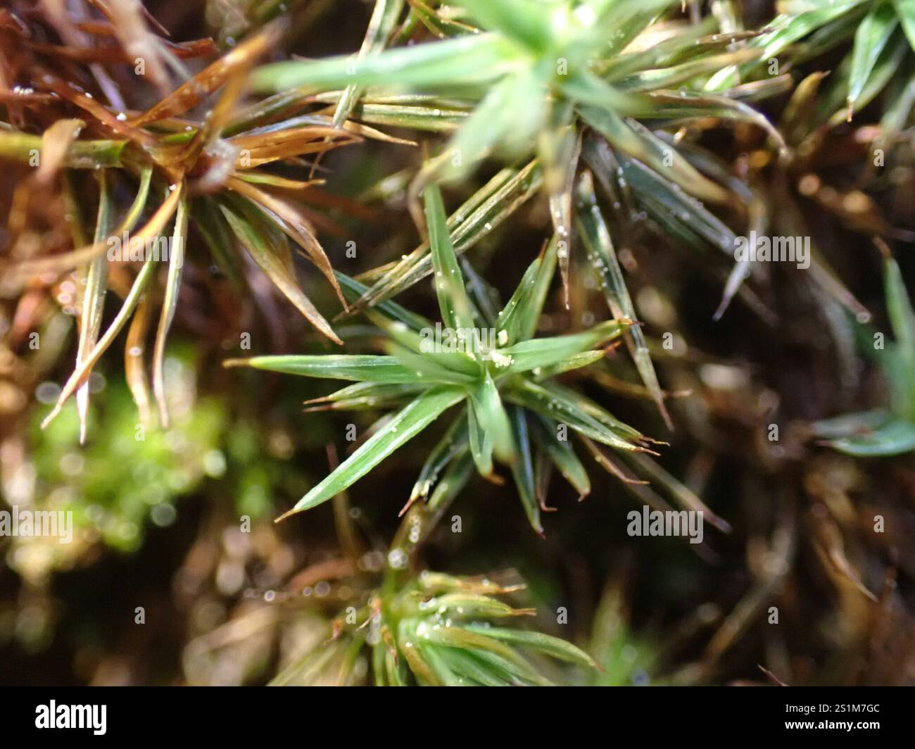 juniper haircap moss (Polytrichum juniperinum Stock Photo - Alamy