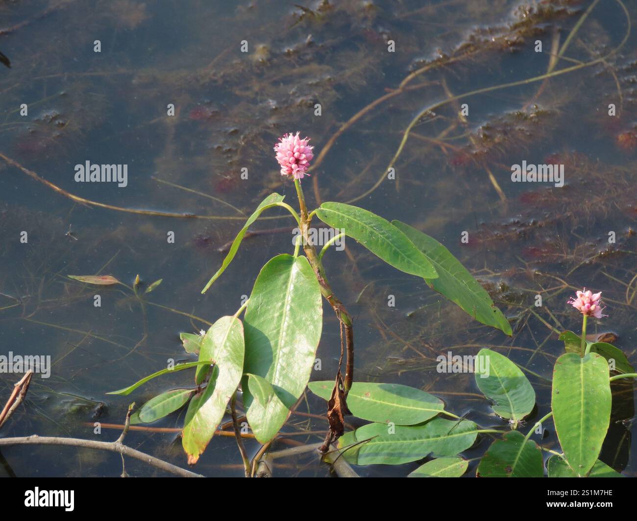 water smartweed (Persicaria amphibia Stock Photo - Alamy
