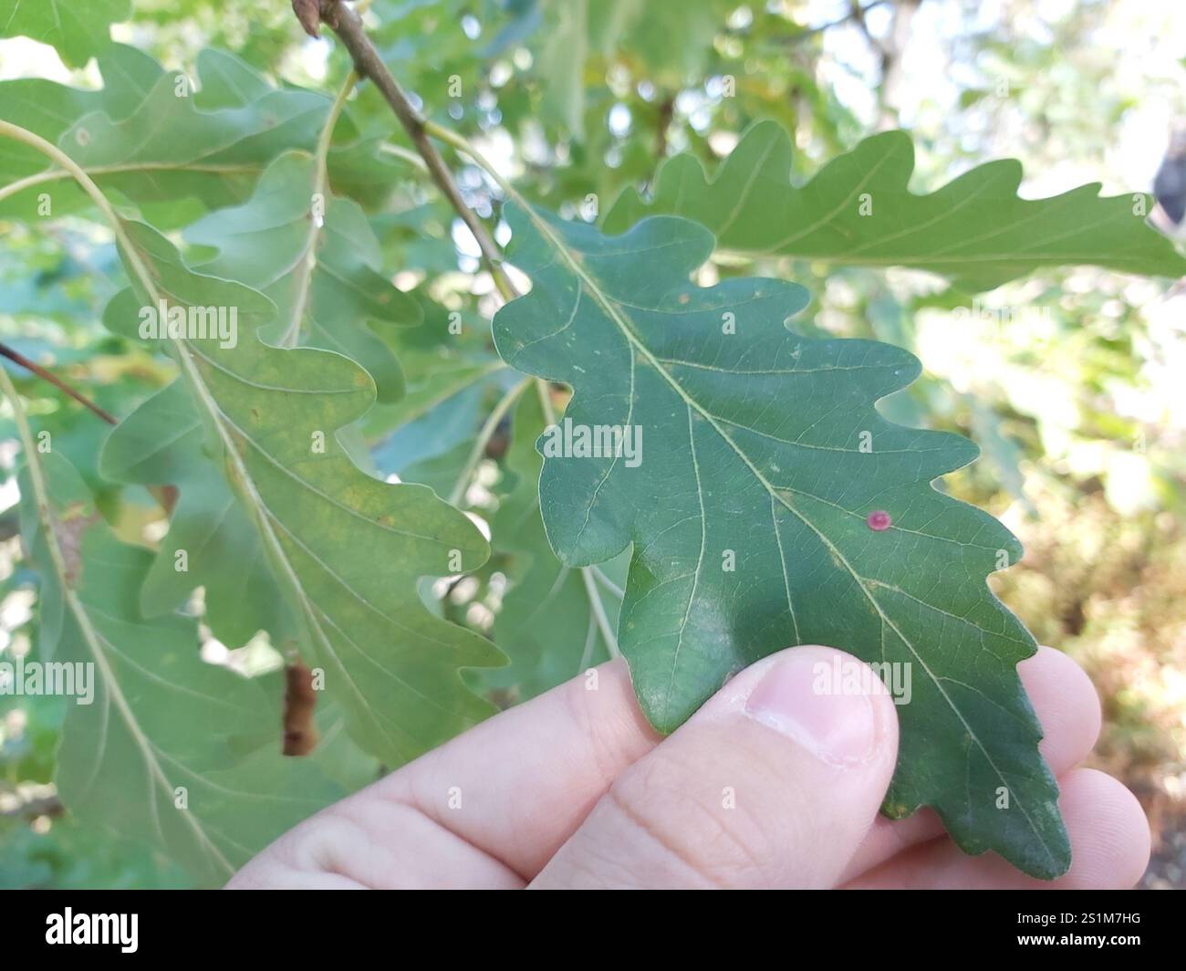 Common Spangle Gall Wasp (Neuroterus quercusbaccarum Stock Photo - Alamy