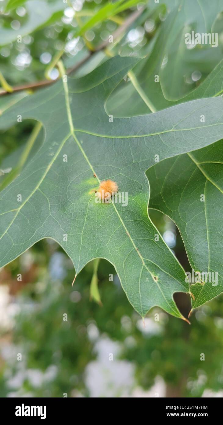 Furry Oak Leaf Gall Wasp (Callirhytis furva Stock Photo - Alamy