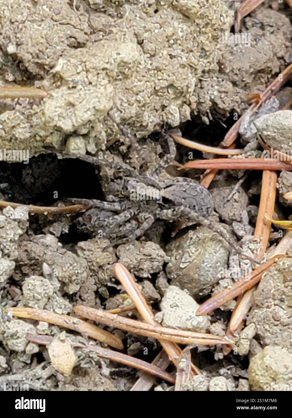Fox Spiders (Alopecosa Stock Photo - Alamy