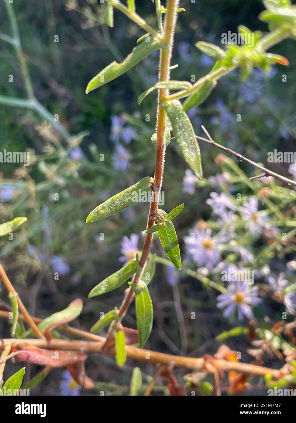 Pacific Aster (Symphyotrichum chilense Stock Photo - Alamy
