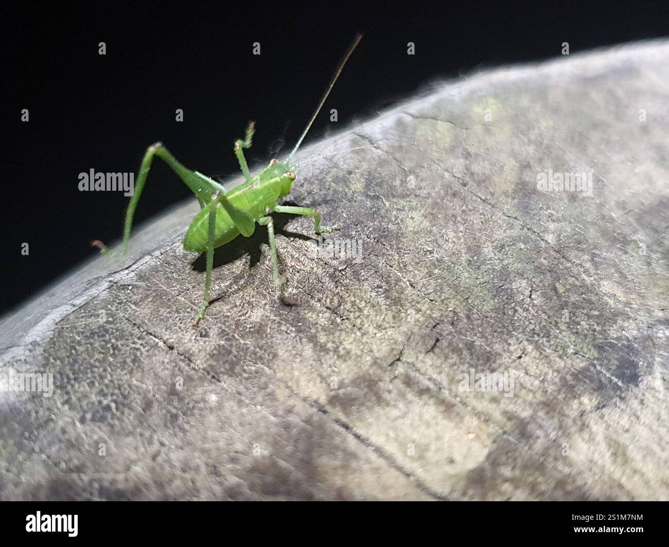 Australian Common Garden Katydid (Caedicia simplex Stock Photo - Alamy