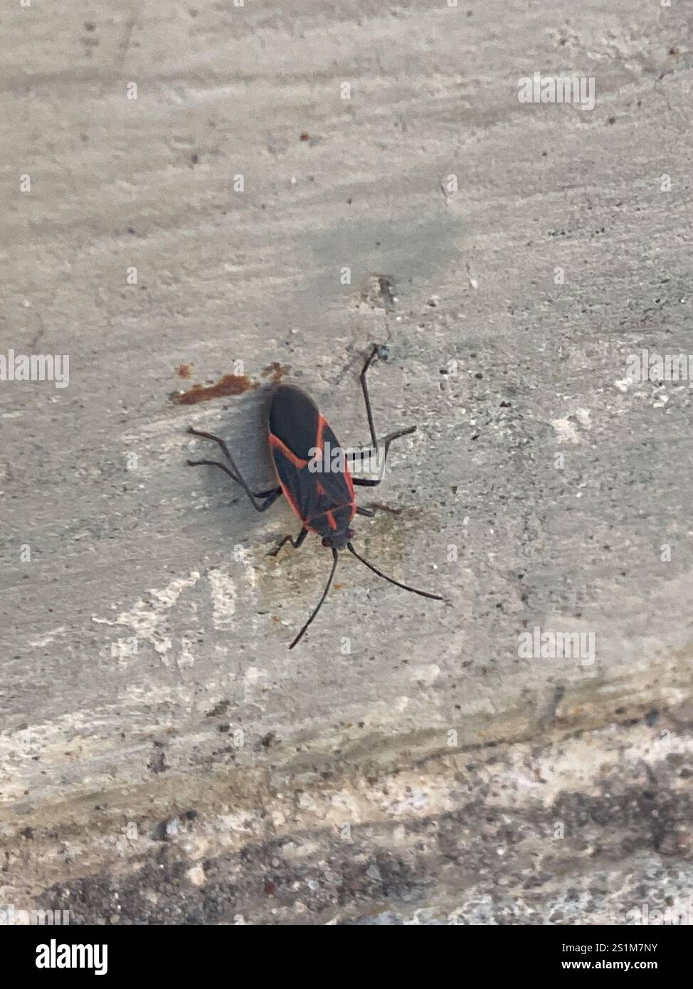 Eastern Boxelder Bug (Boisea trivittata Stock Photo - Alamy