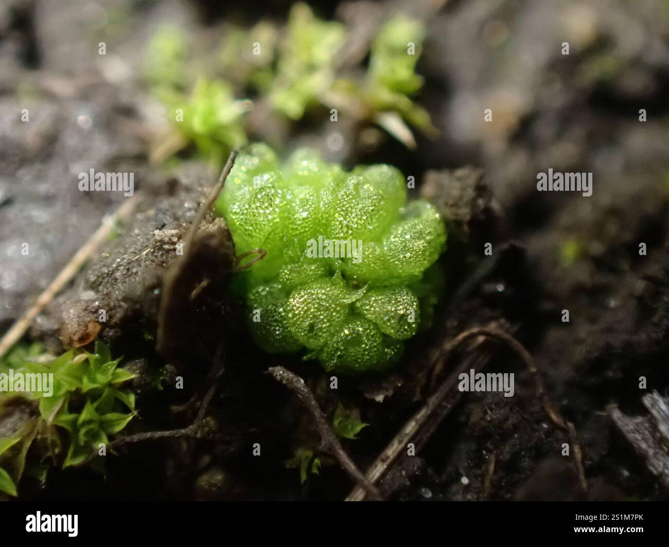 Texas Balloonwort (Sphaerocarpos texanus Stock Photo - Alamy