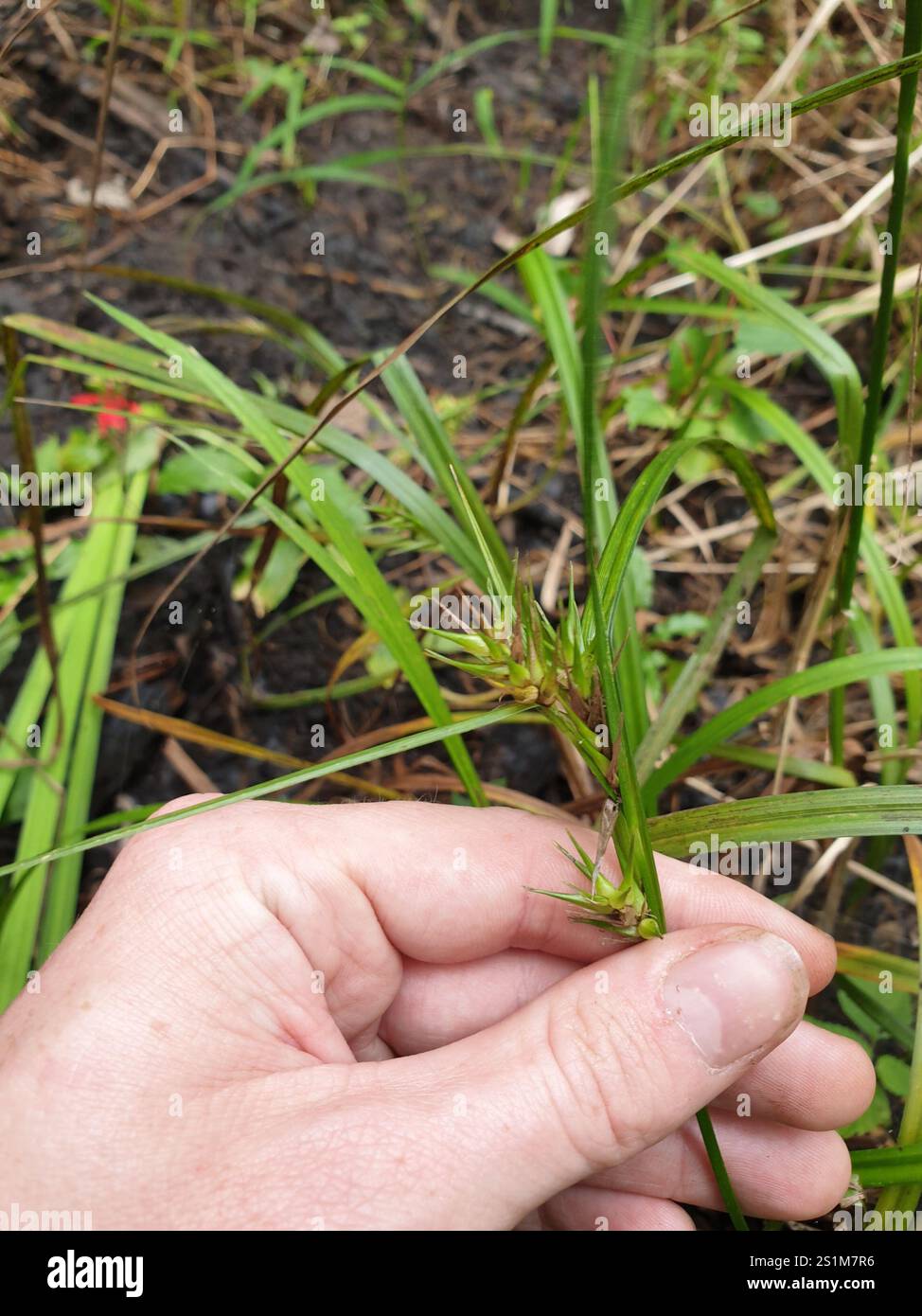 hop sedge (Carex lupulina Stock Photo - Alamy