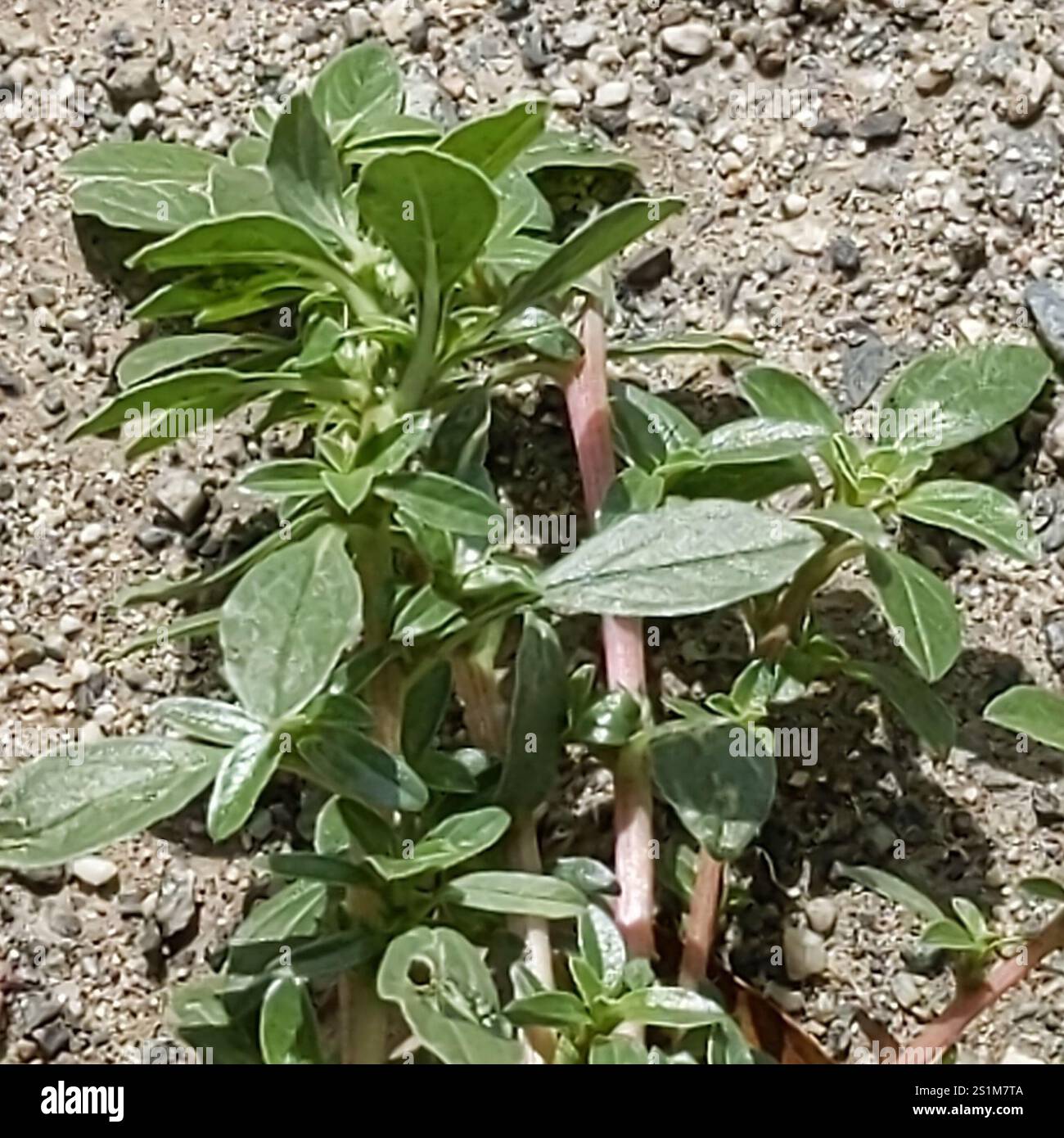 procumbent pigweed (Amaranthus blitoides Stock Photo - Alamy