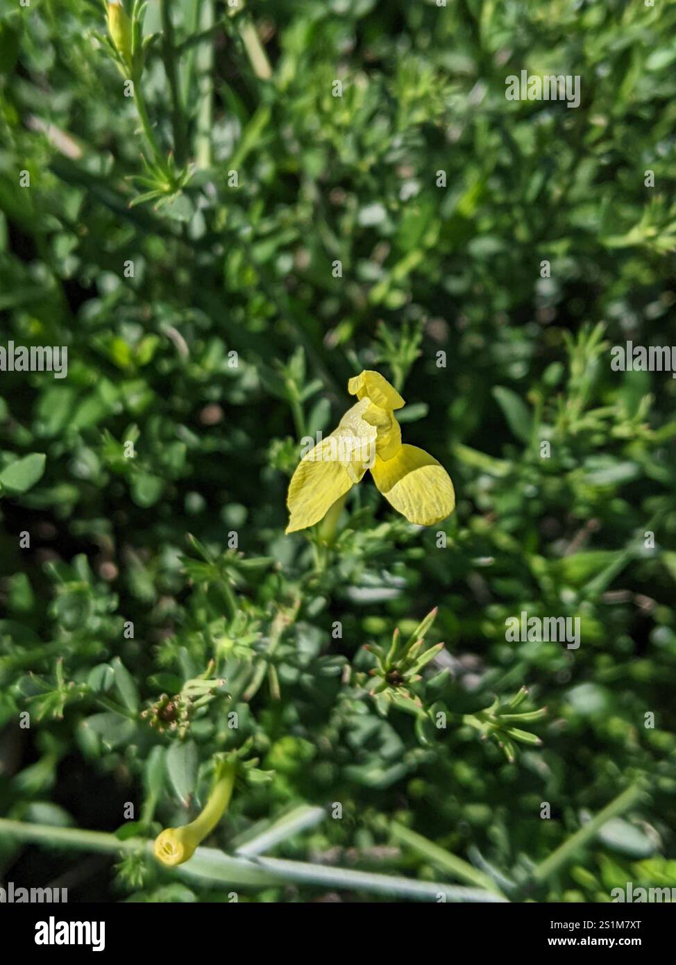 Showy Menodora (Menodora longiflora Stock Photo - Alamy