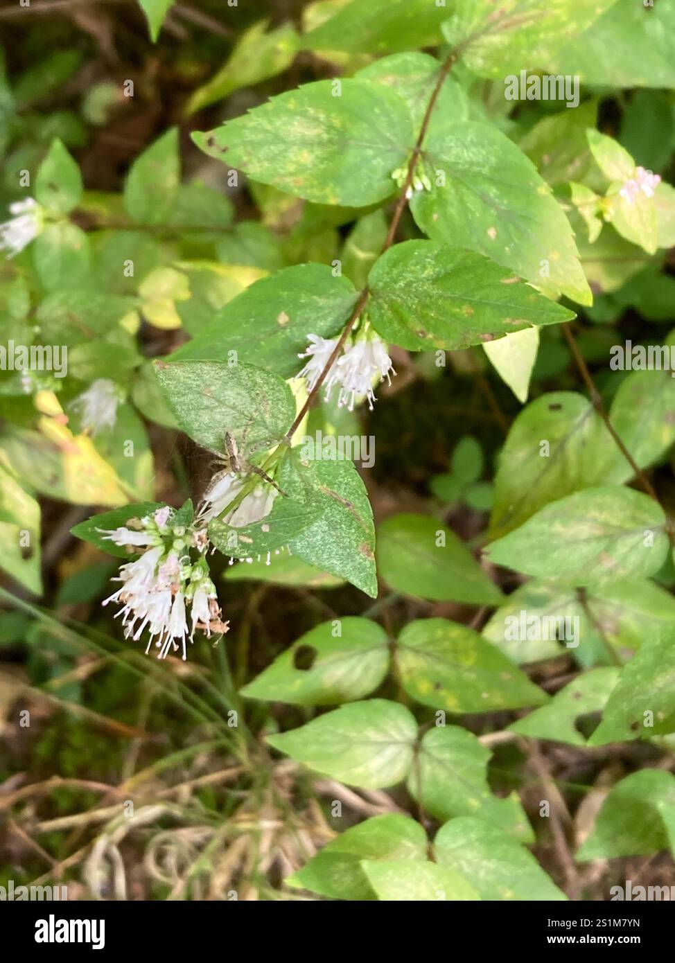 common dittany (Cunila origanoides Stock Photo - Alamy