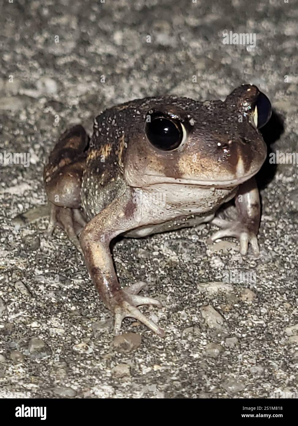 Eastern Spadefoot (Scaphiopus holbrookii Stock Photo - Alamy
