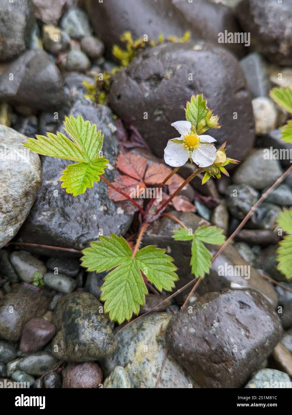 woodland strawberry (Fragaria vesca Stock Photo - Alamy