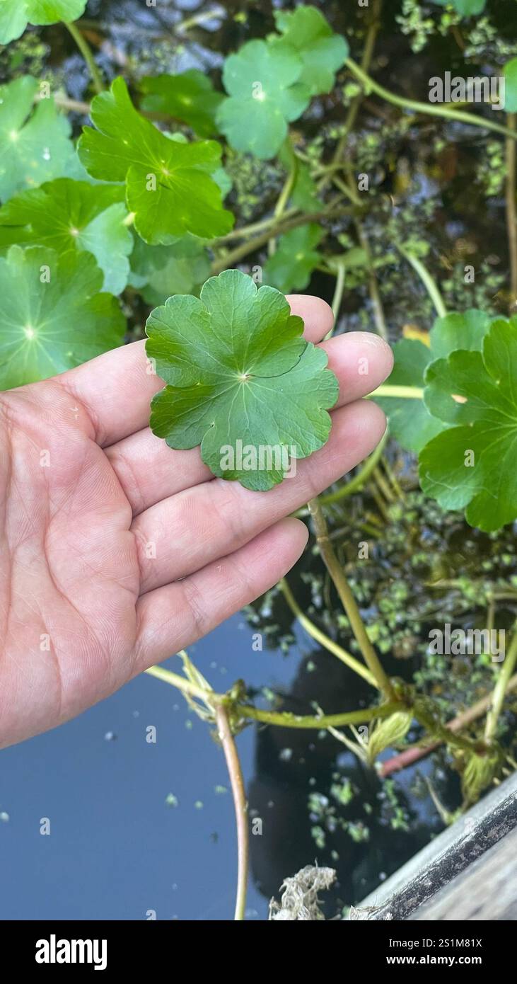 floating marsh pennywort (Hydrocotyle ranunculoides Stock Photo - Alamy