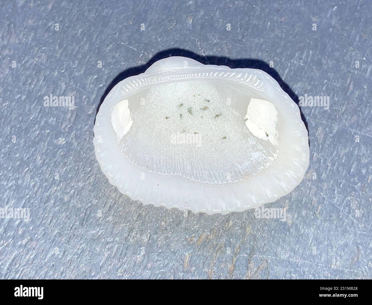 Transverse Ark (Anadara transversa Stock Photo - Alamy