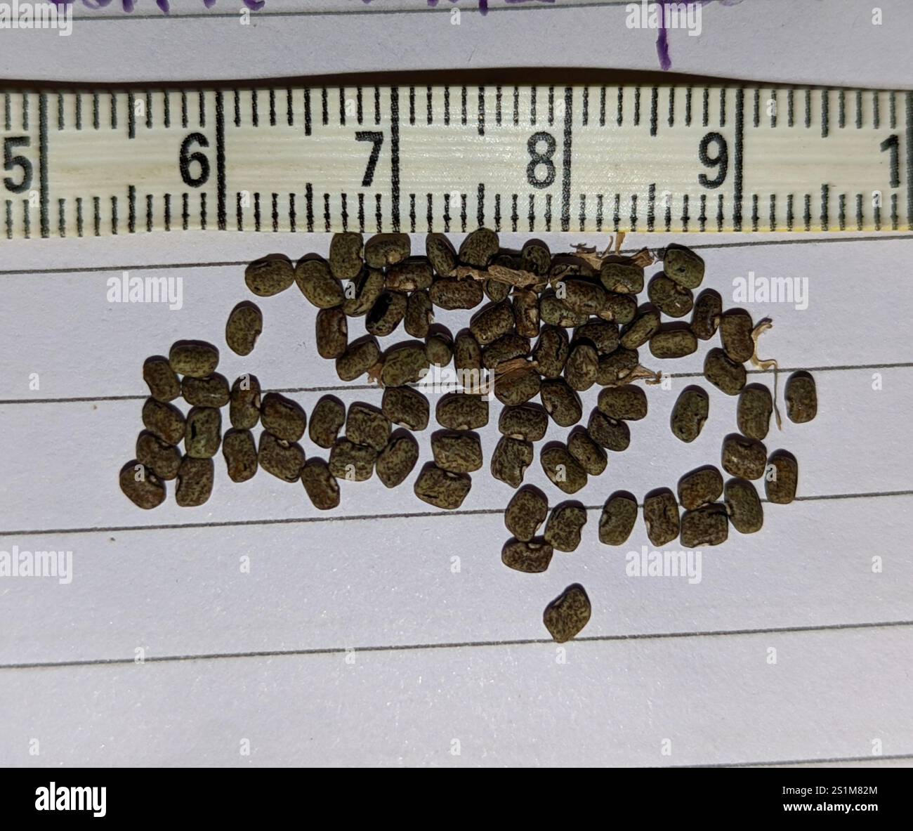 Phasey Bean (Macroptilium lathyroides Stock Photo - Alamy