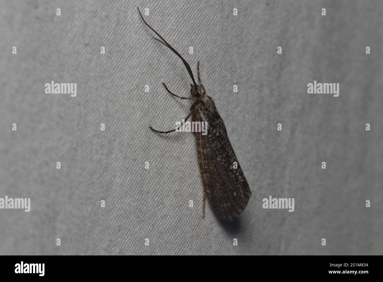 Giant Casemaker Caddisflies (Phryganeidae Stock Photo - Alamy