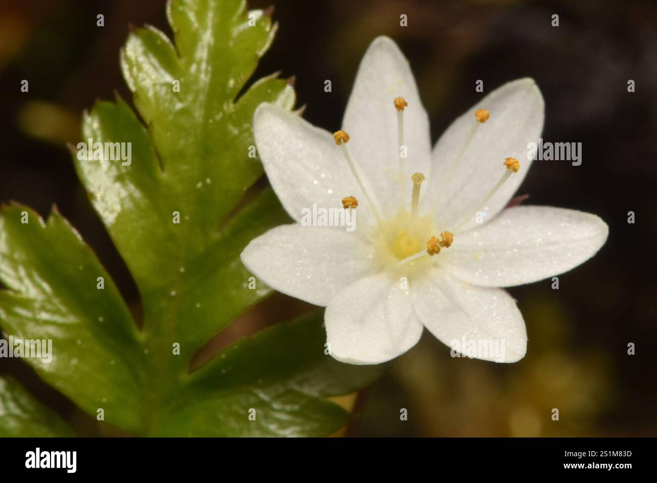 Arctic Starflower (Lysimachia europaea Stock Photo - Alamy