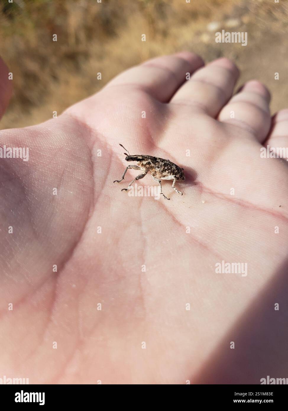 Knapweed Root Weevil (Cyphocleonus achates Stock Photo - Alamy