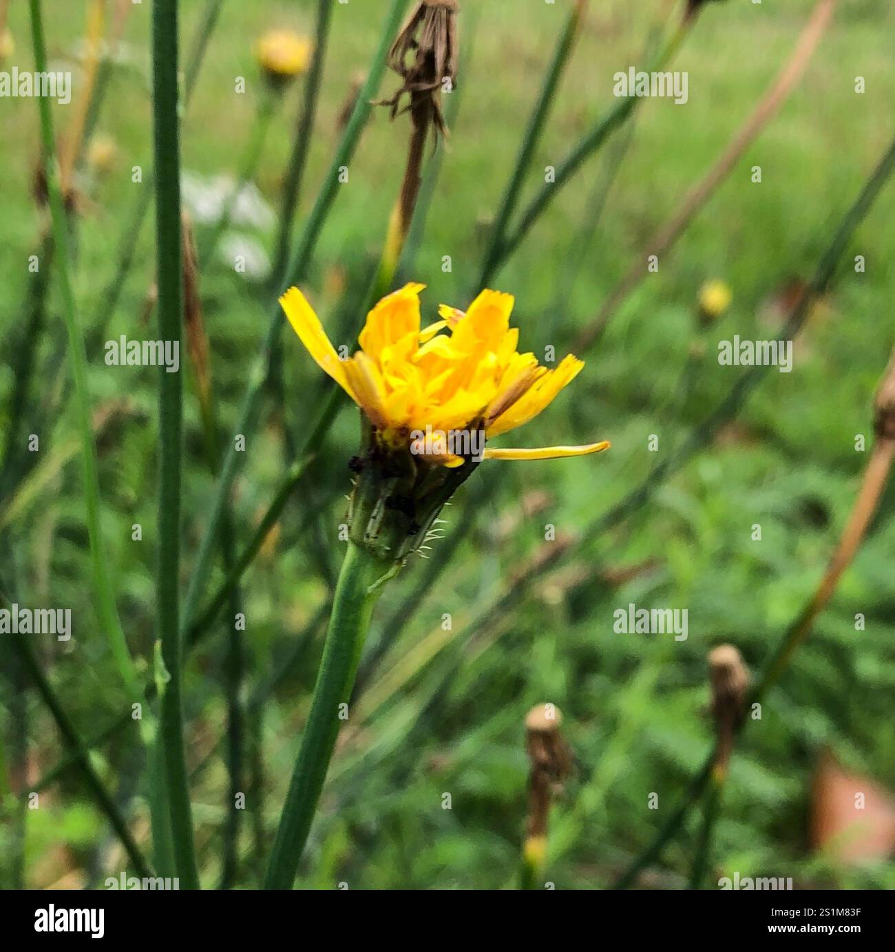 Common Cat's-ear (Hypochaeris radicata Stock Photo - Alamy