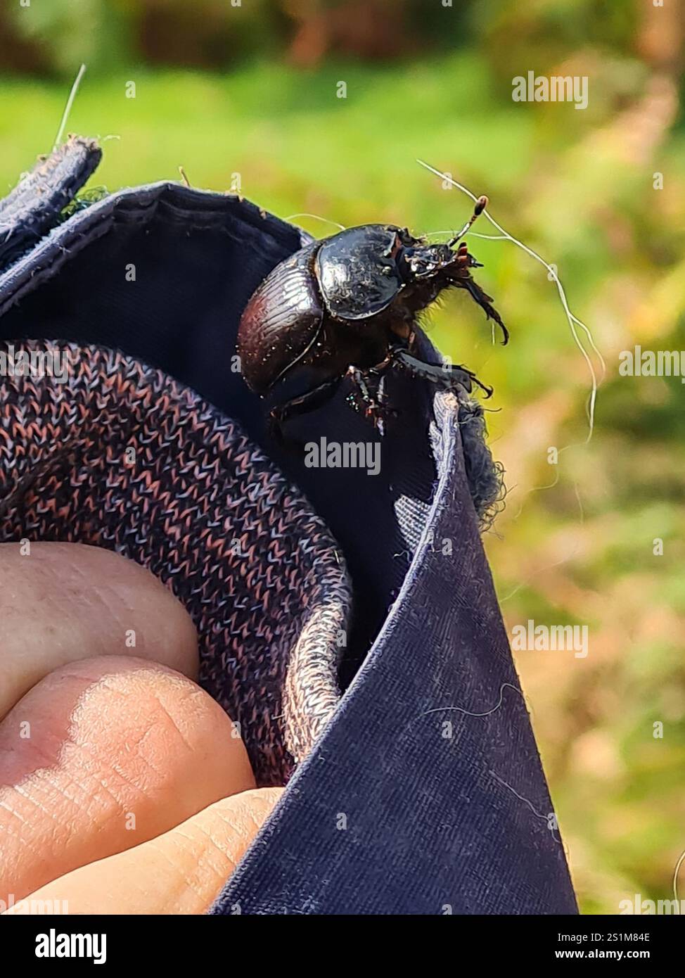 Minotaur Beetle (Typhaeus typhoeus Stock Photo - Alamy