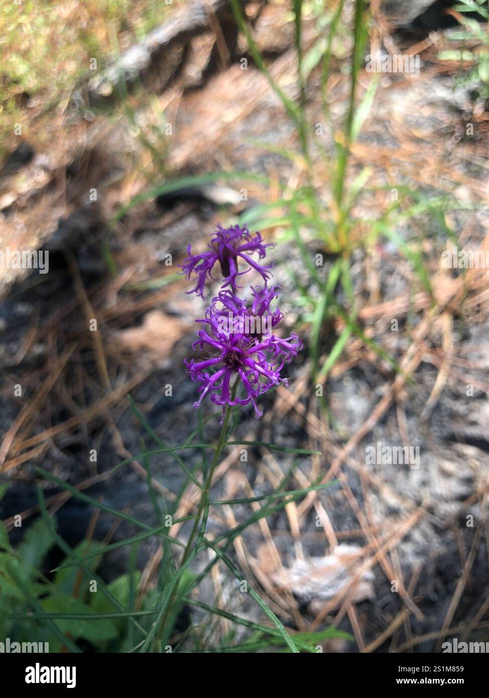 Narrow Leaf Ironweed (Vernonia angustifolia Stock Photo - Alamy