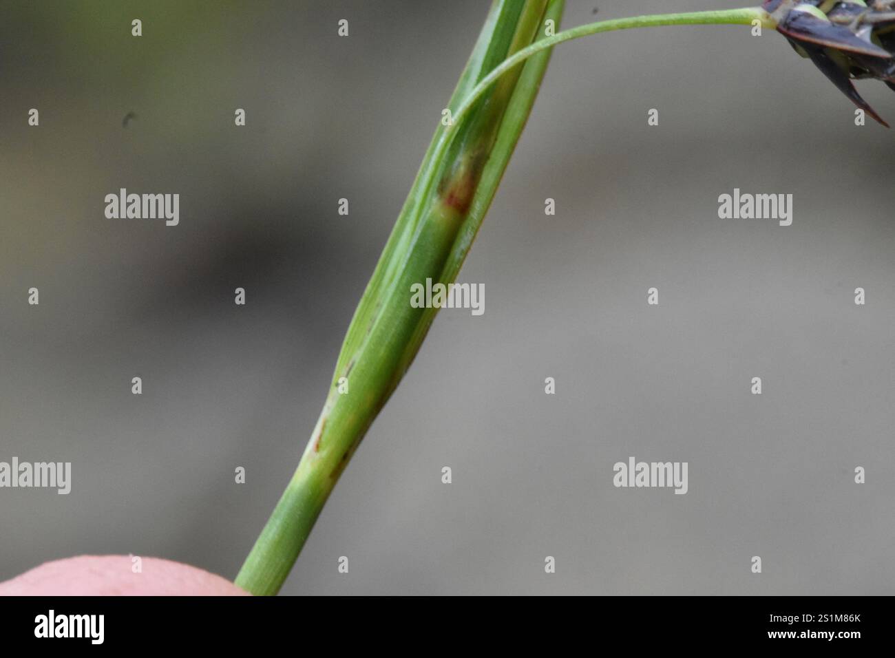 Alaska Large Awn Sedge (Carex macrochaeta Stock Photo - Alamy