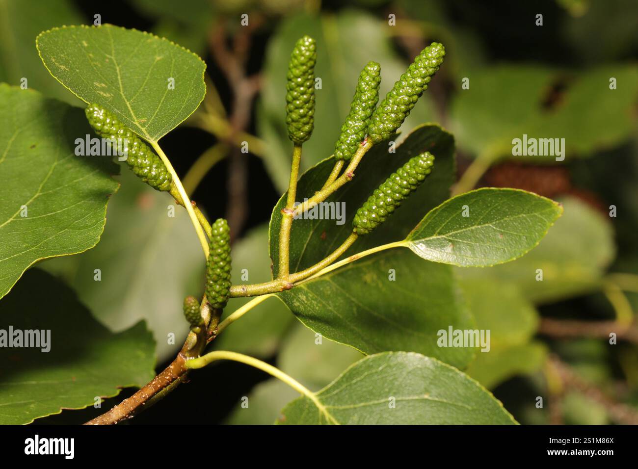 Italian alder (Alnus cordata Stock Photo - Alamy