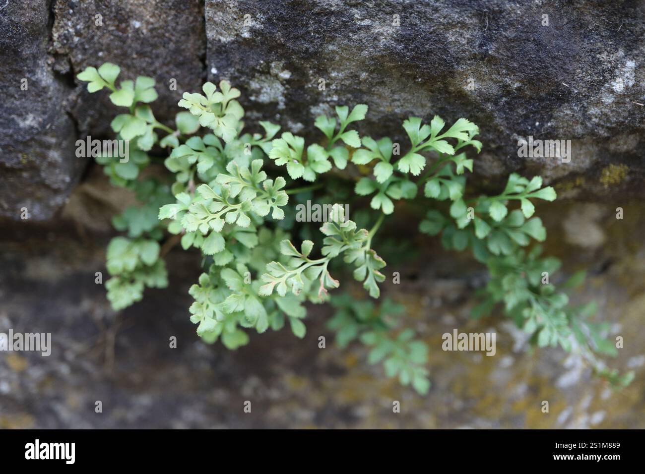 wall-rue (Asplenium ruta-muraria Stock Photo - Alamy