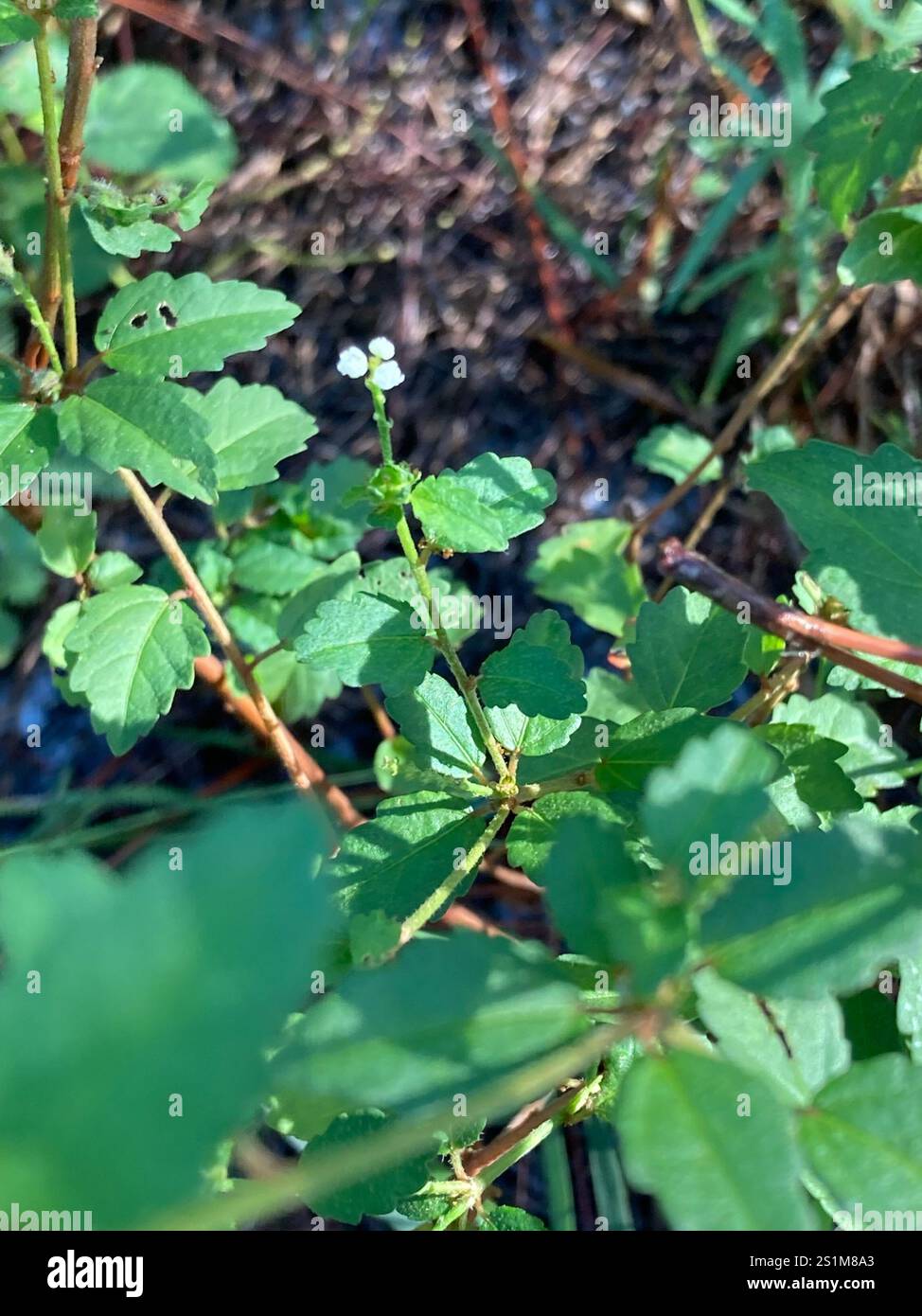 sand croton (Croton glandulosus septentrionalis Stock Photo - Alamy