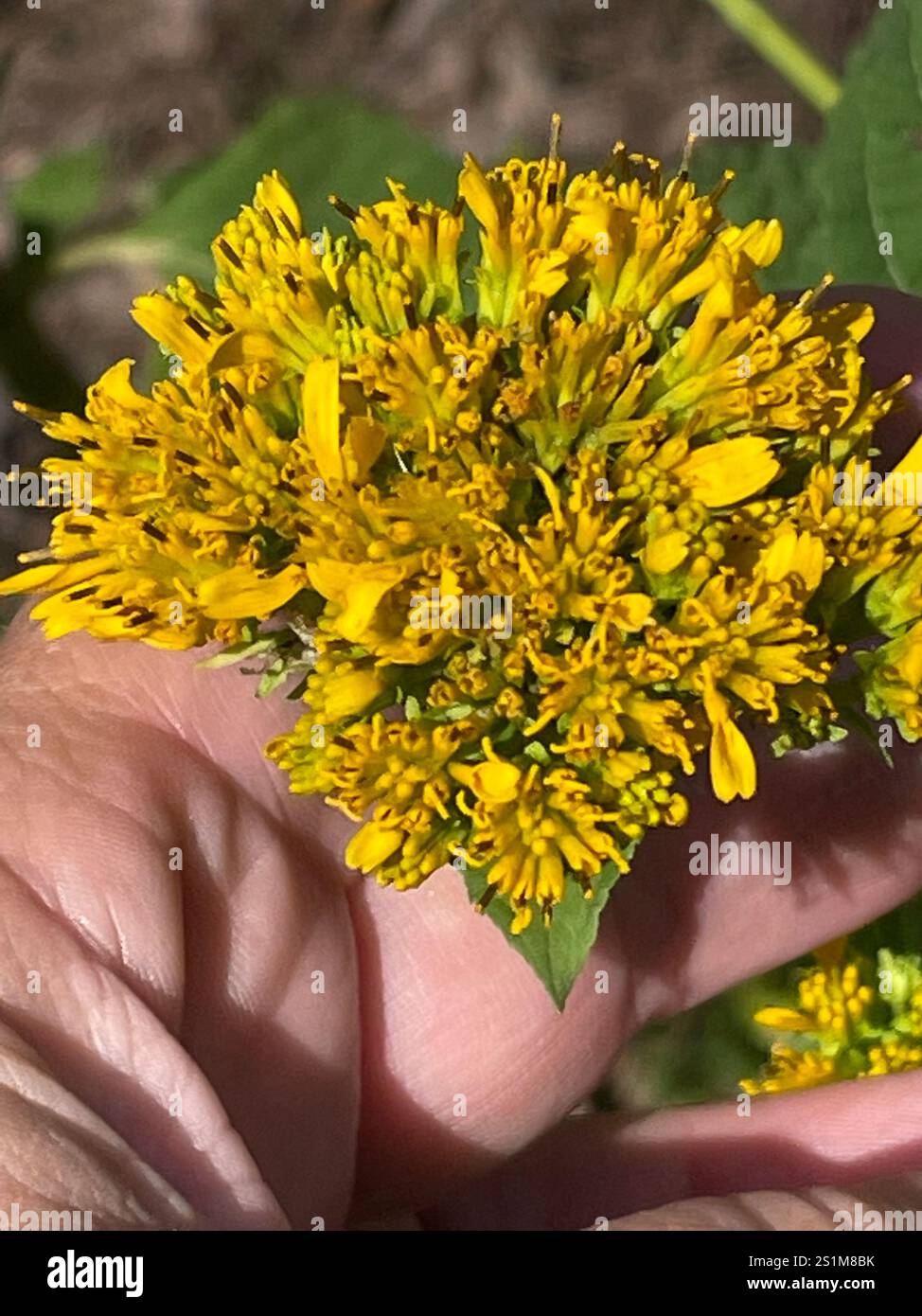 Yellow Crownbeard (Verbesina occidentalis Stock Photo - Alamy