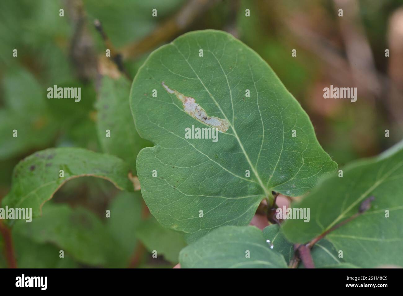 Winged and Once-winged Insects (Pterygota Stock Photo - Alamy