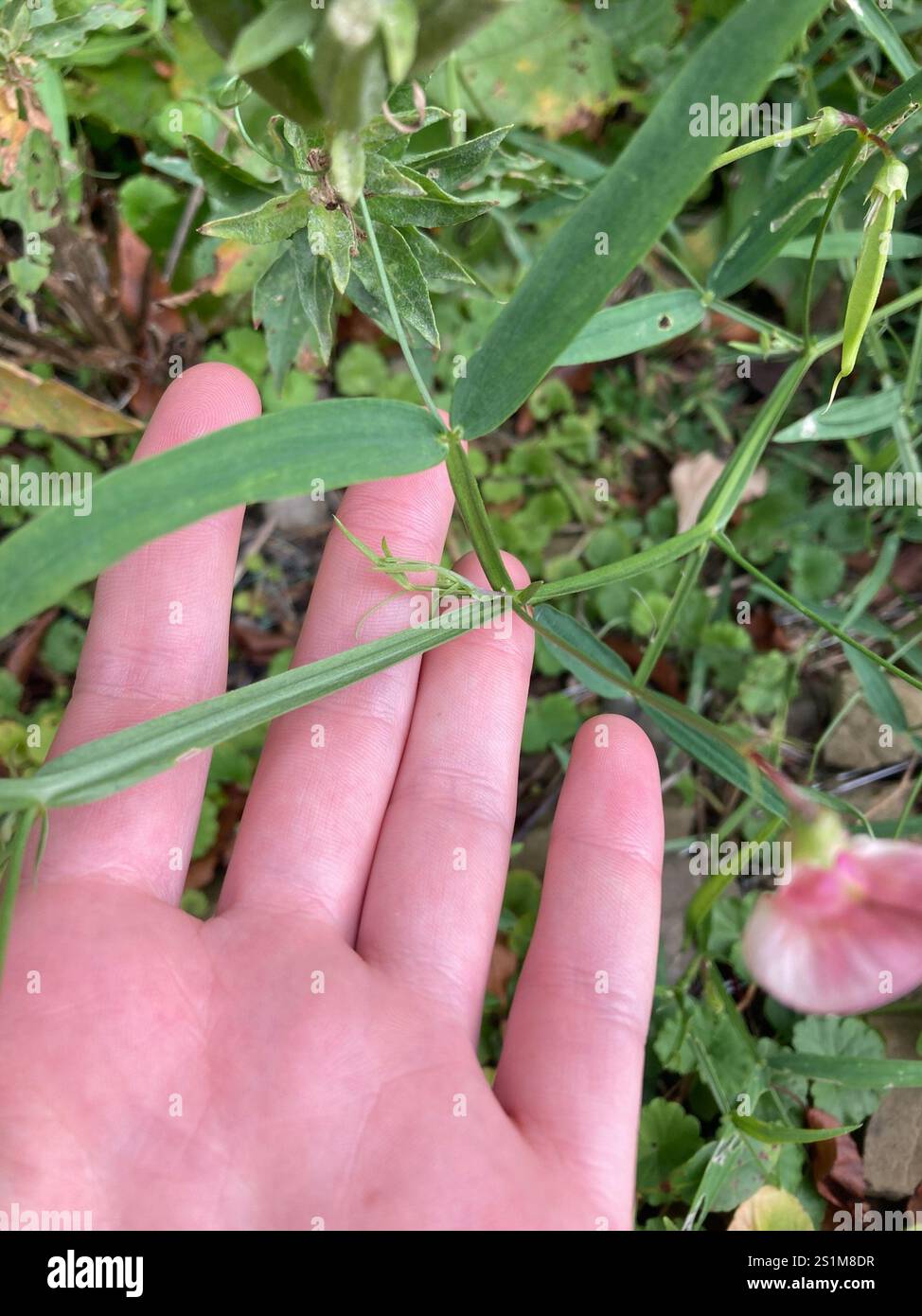 Narrow-leaved Everlasting-pea (Lathyrus sylvestris Stock Photo - Alamy