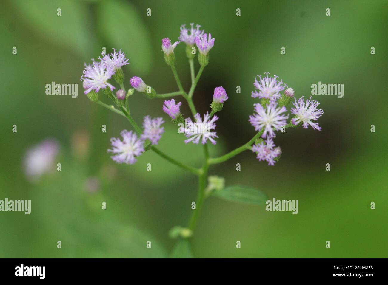 Cyanthillium cinereum hi-res stock photography and images - Alamy