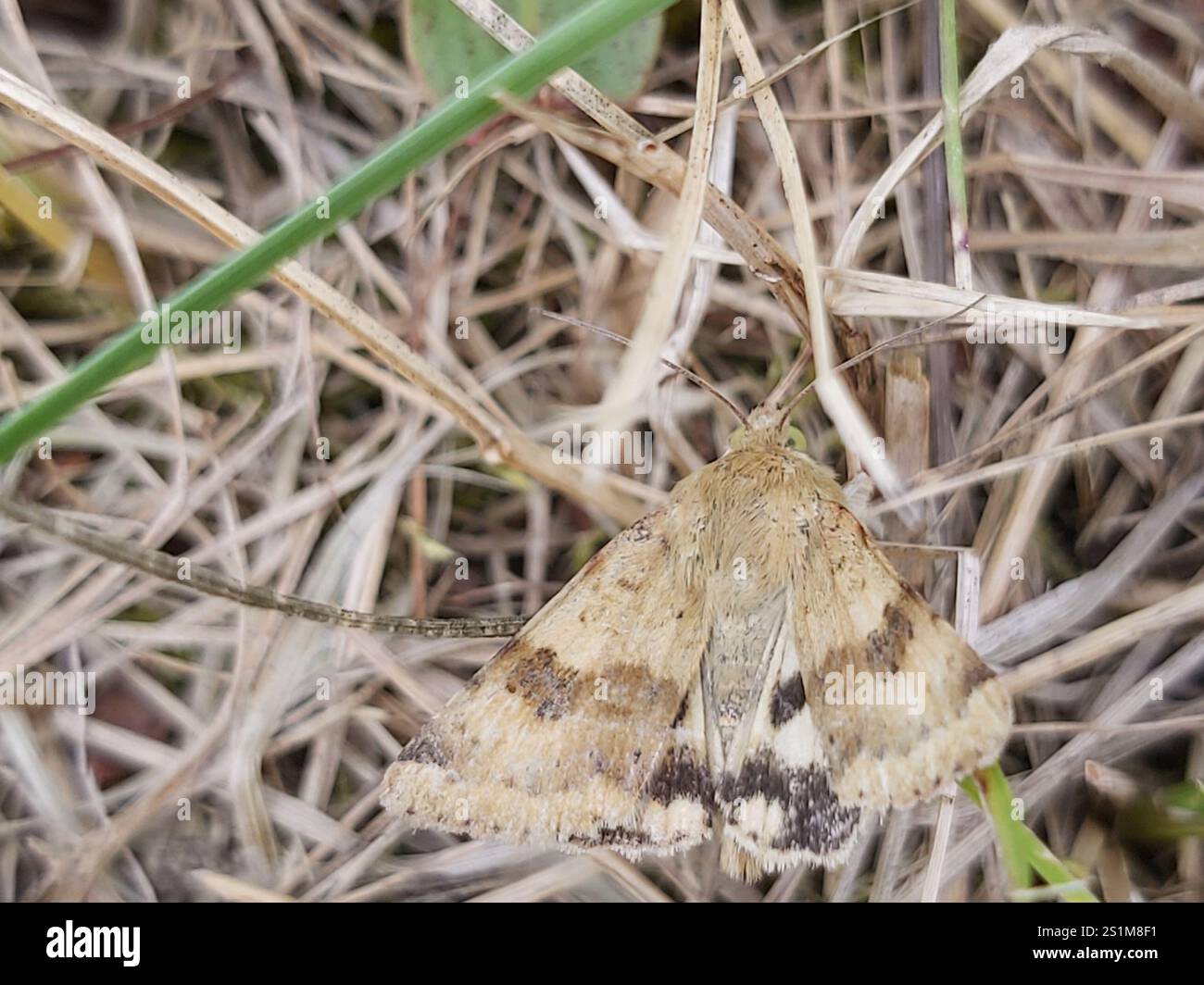 Marbled Clover (Heliothis viriplaca Stock Photo - Alamy