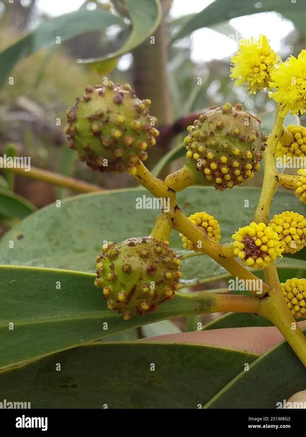 Golden Wattle Gall Wasp (Trichilogaster signiventris Stock Photo - Alamy