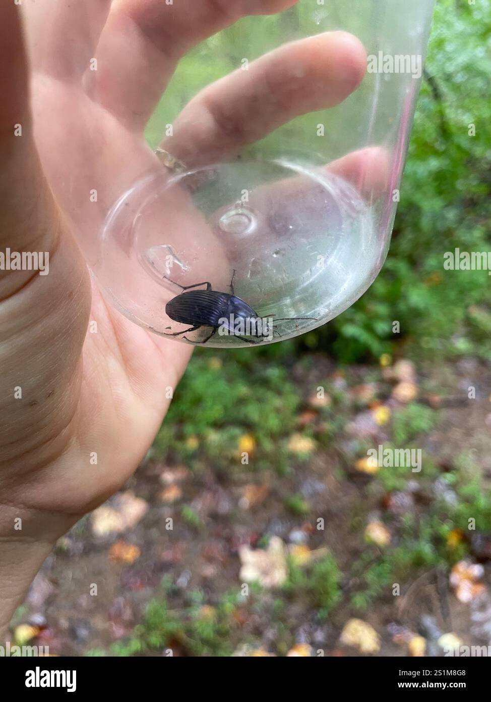 Notch-mouthed Ground Beetle (Dicaelus purpuratus Stock Photo - Alamy