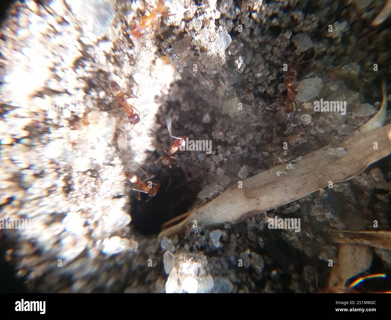 Buren's Pyramid Ant (Dorymyrmex bureni Stock Photo - Alamy