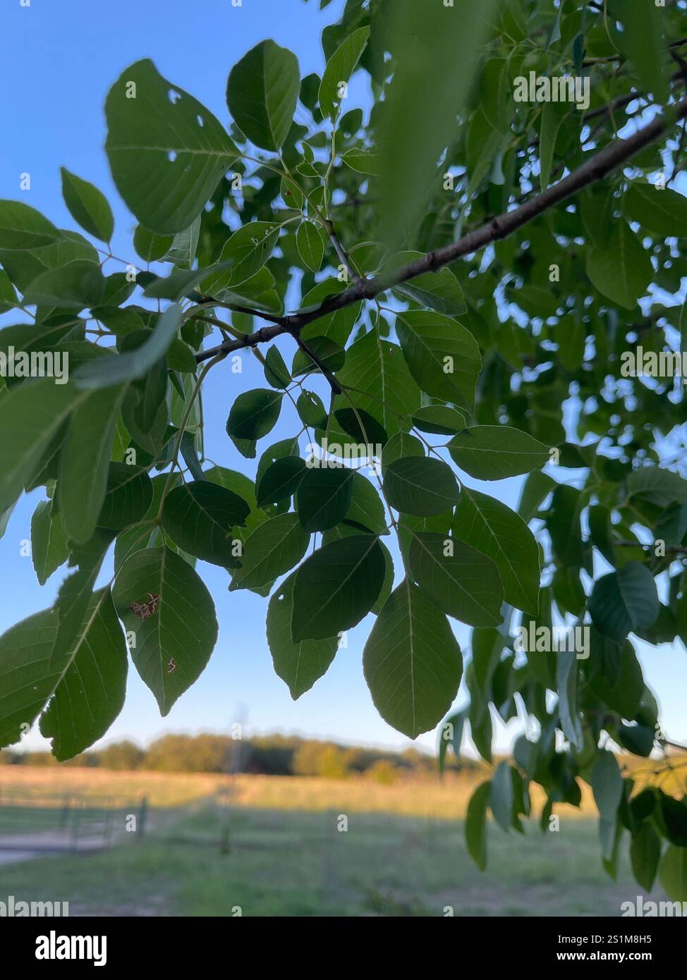 Texas ash (Fraxinus albicans Stock Photo - Alamy