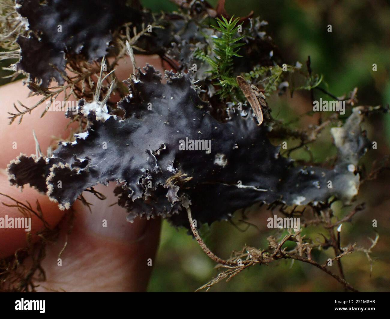 tree pelt lichen (Peltigera collina Stock Photo - Alamy