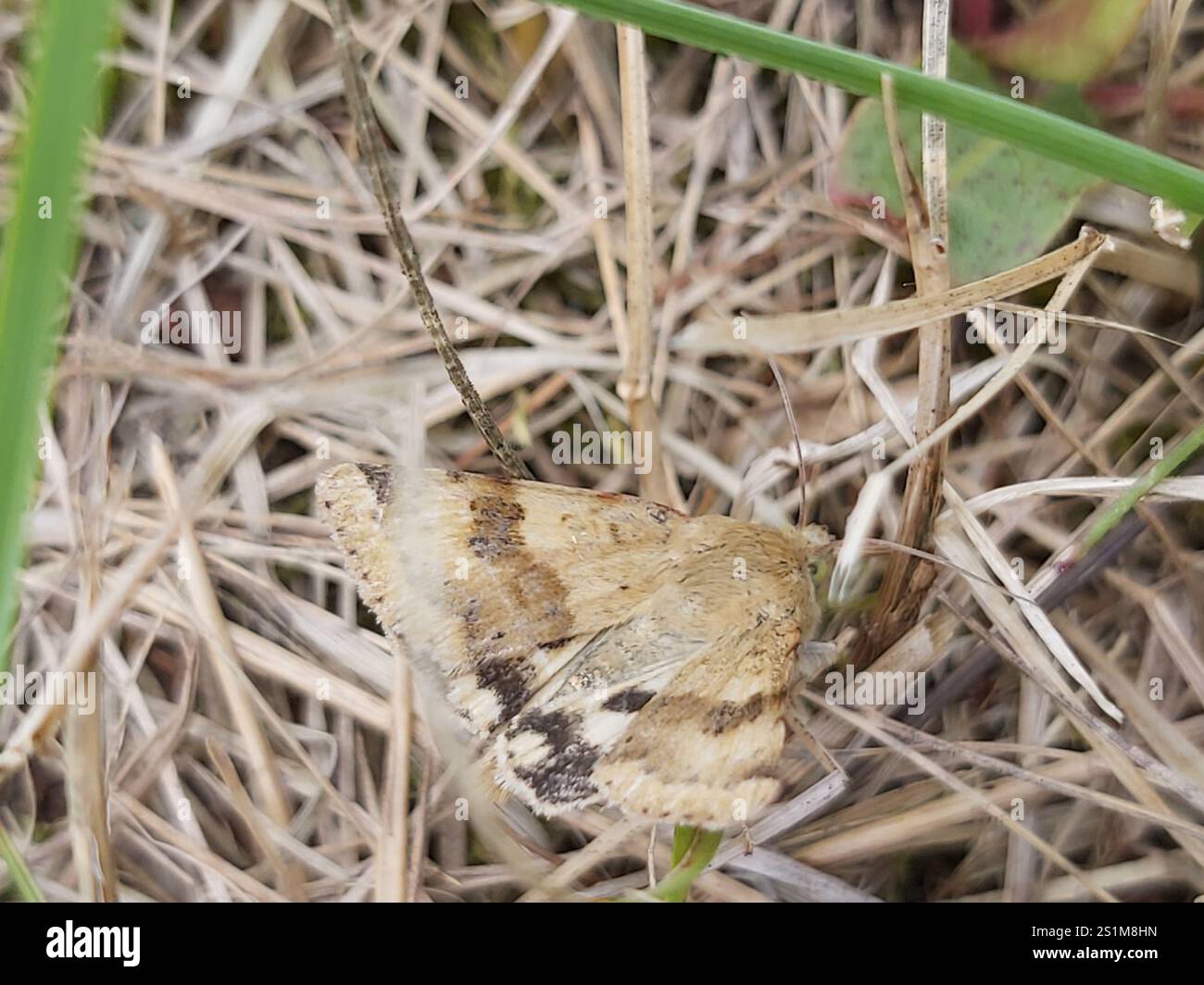 Marbled Clover (Heliothis viriplaca Stock Photo - Alamy