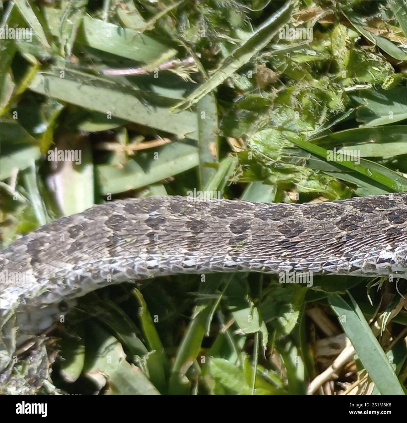 Egg-eating Snake (Dasypeltis scabra Stock Photo - Alamy