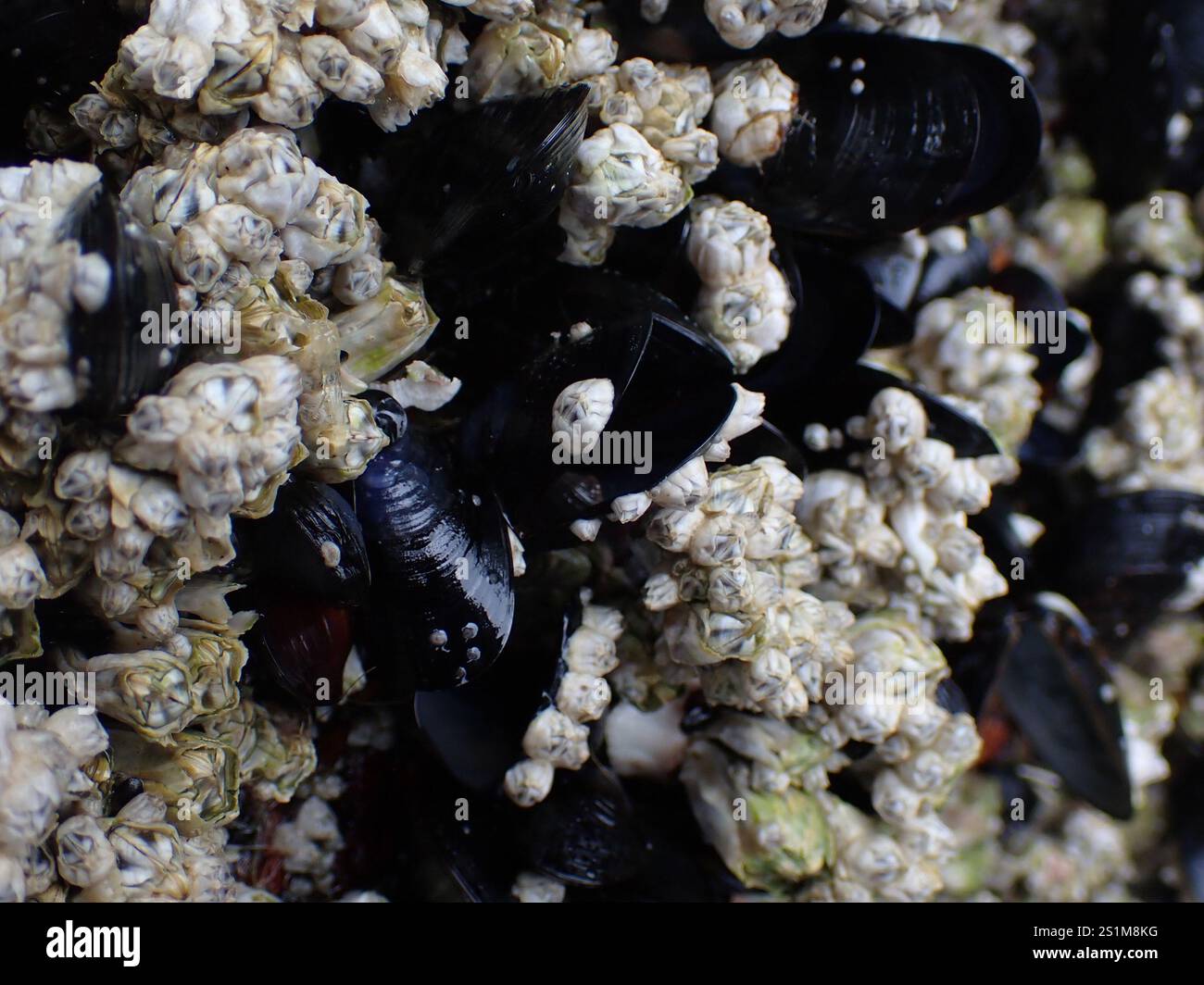 Northern Bay Mussel (Mytilus trossulus Stock Photo - Alamy