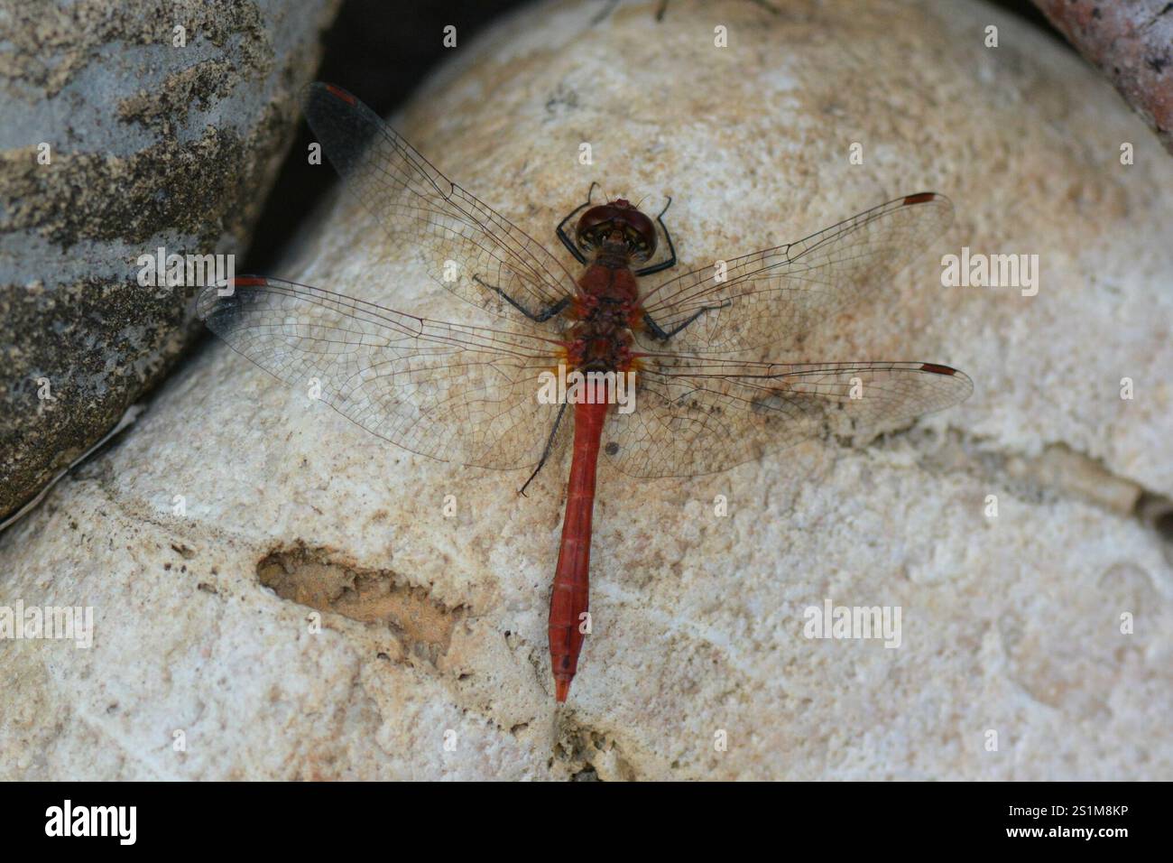 Ruddy Darter (Sympetrum sanguineum Stock Photo - Alamy