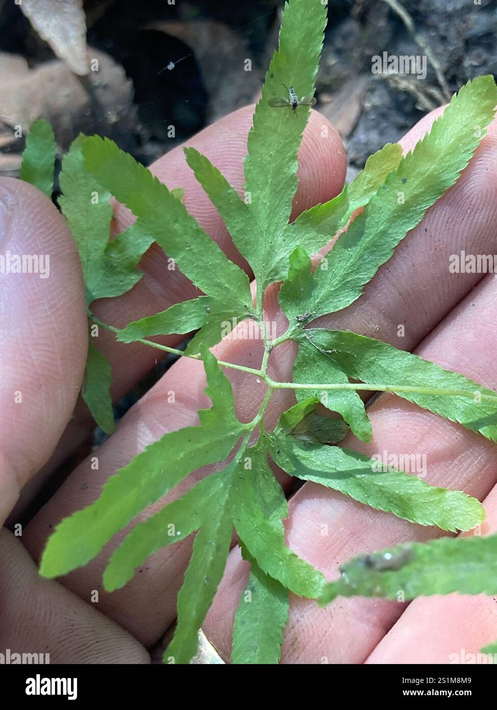 Japanese climbing fern (Lygodium japonicum Stock Photo - Alamy