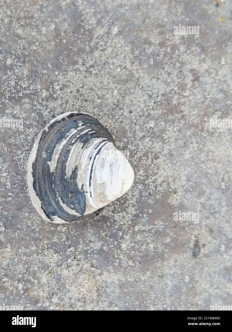 Asian Clam (Corbicula fluminea Stock Photo - Alamy