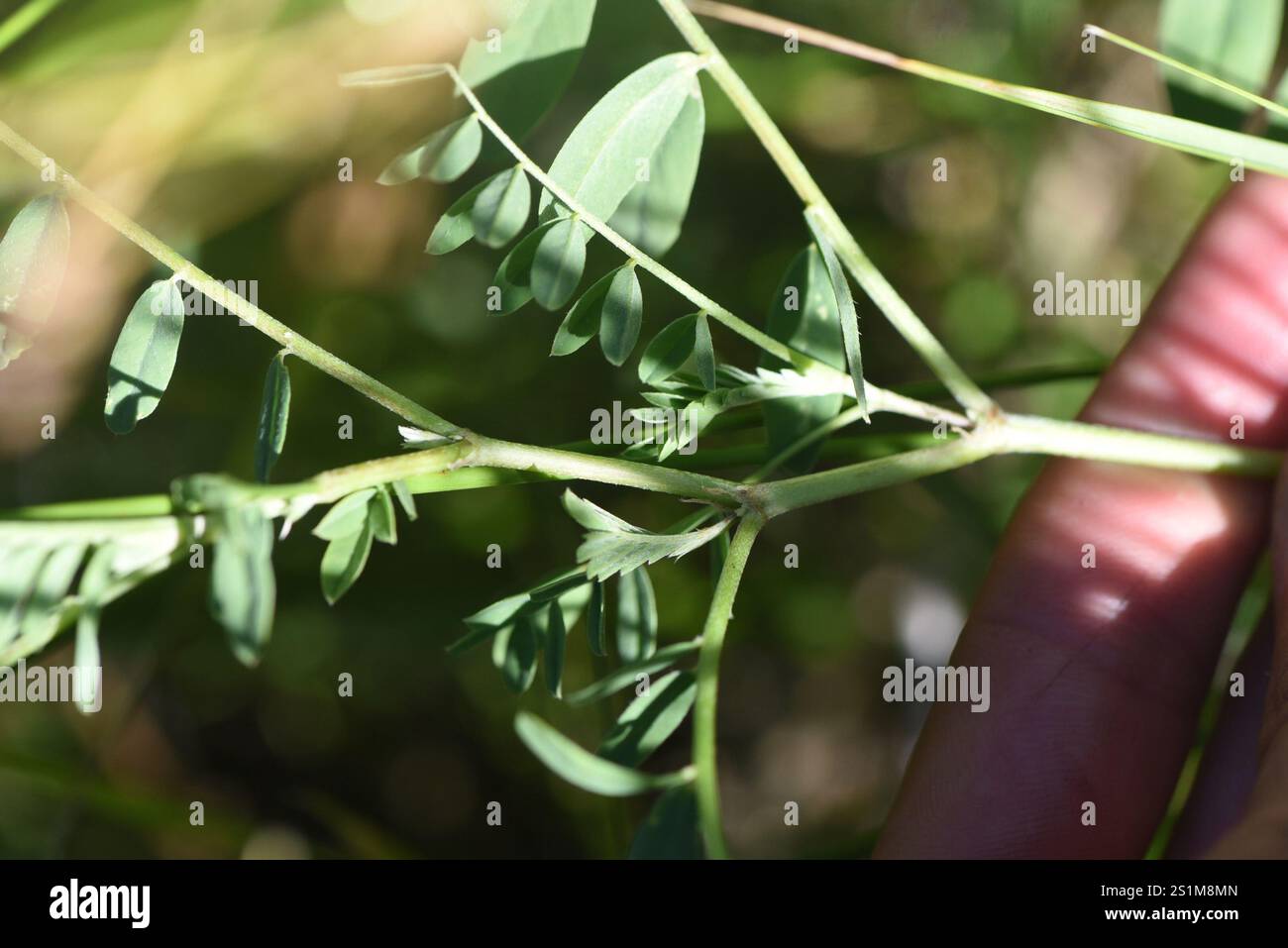 Canadian milkvetch (Astragalus canadensis Stock Photo - Alamy
