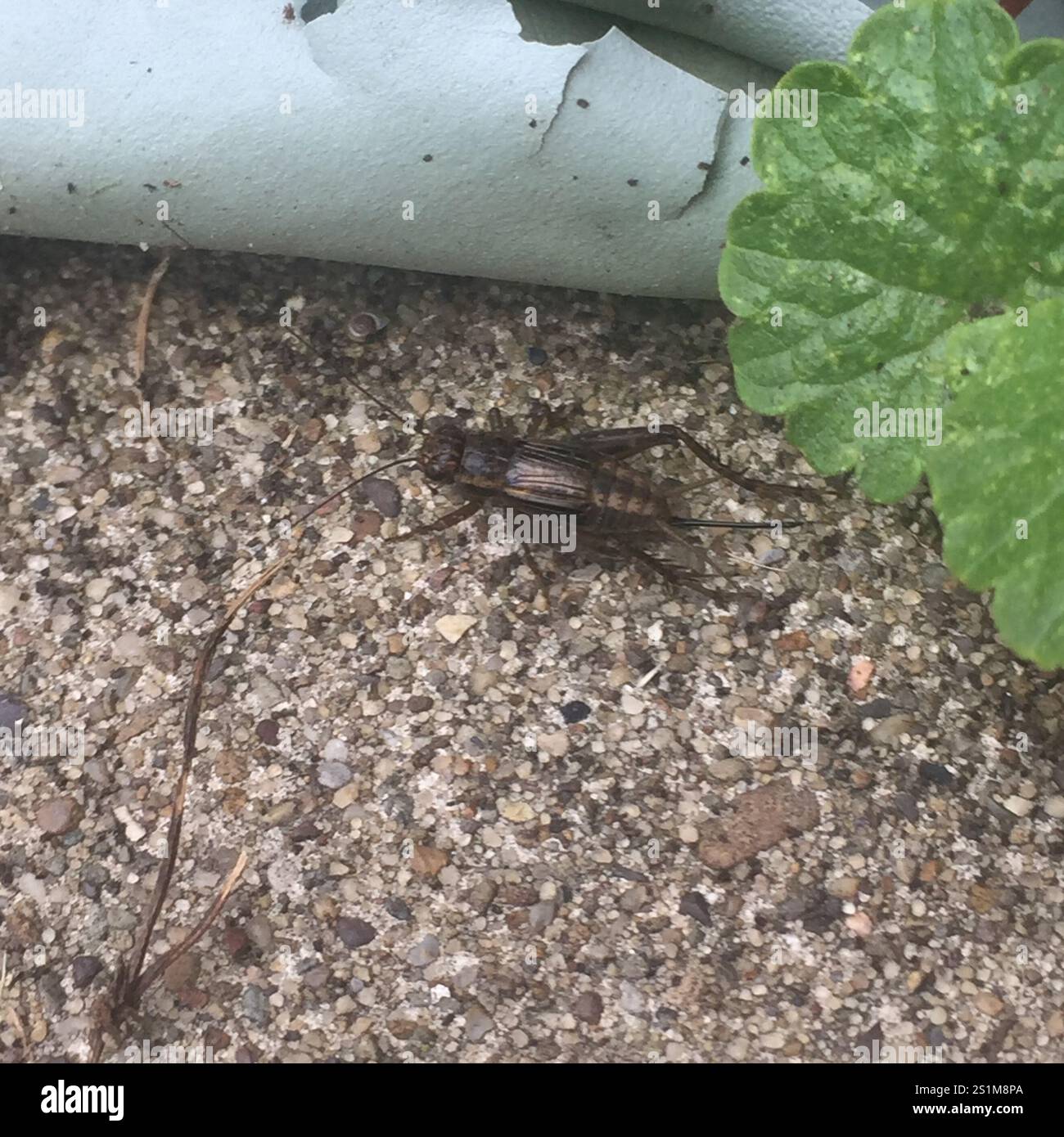 Striped Ground Cricket (Allonemobius fasciatus Stock Photo - Alamy